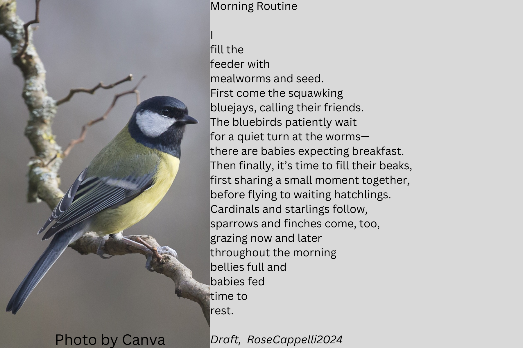 Poetry Friday: Birds, Birds, Birds | Imagine the Possibilities